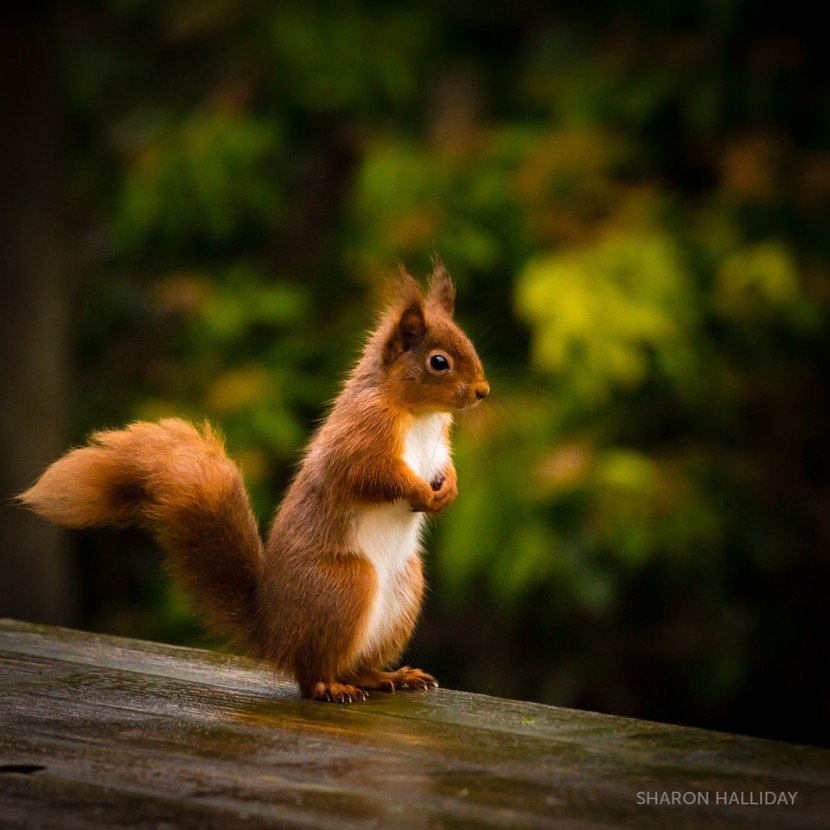 Red Squirrel Photography / Red squirrels Scotland