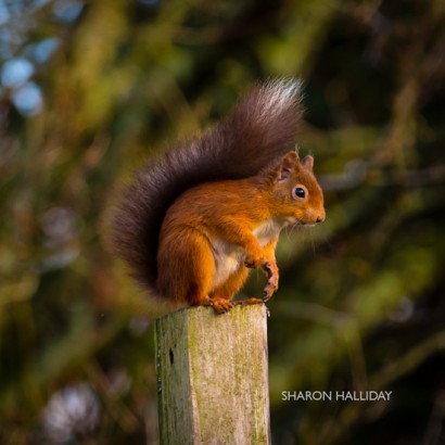 Red Squirrel Photography / Red squirrels Scotland
