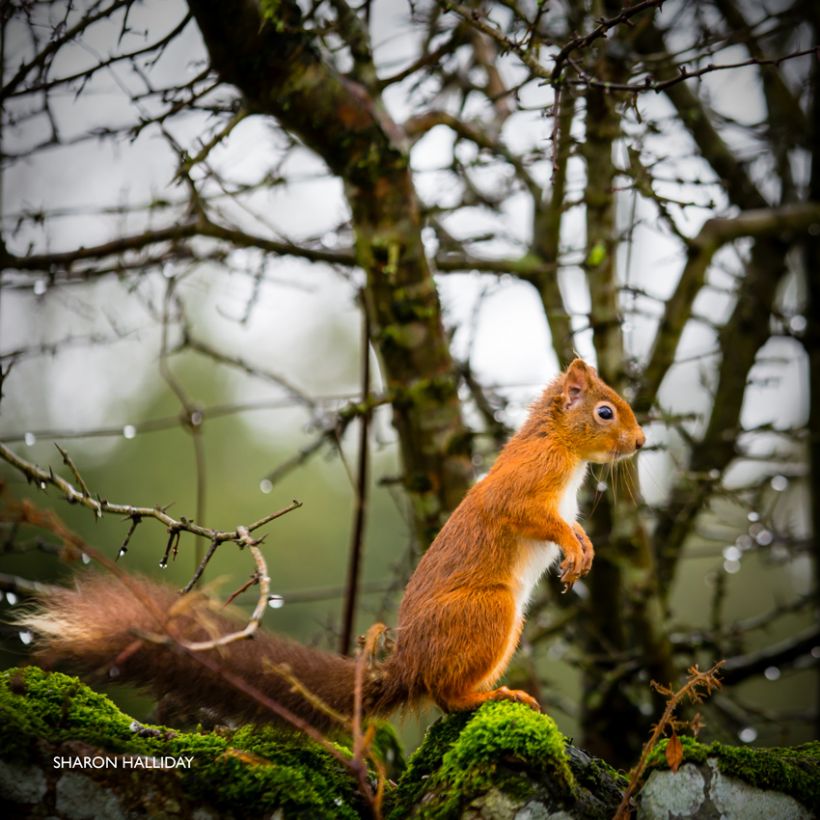 Red Squirrel Photography / Red squirrels Scotland